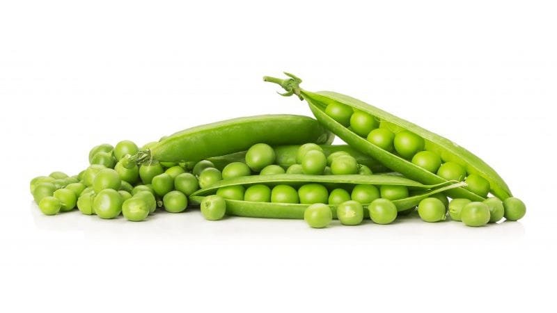 EARLY ONWARD - Oceania Seeds